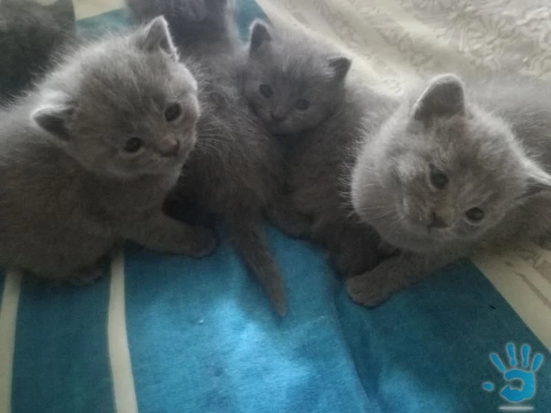 Predám britské modré mačiatka - Mačky