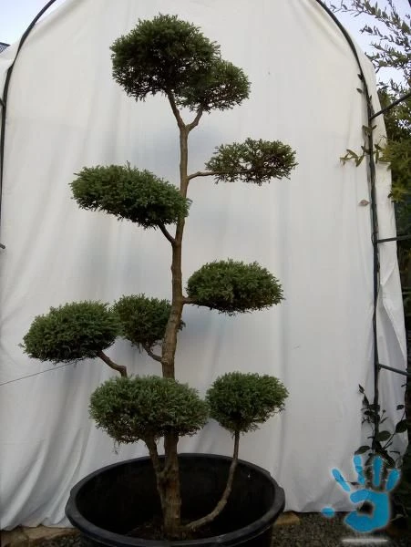 Predám tvarované dreviny - Stromy, dreviny