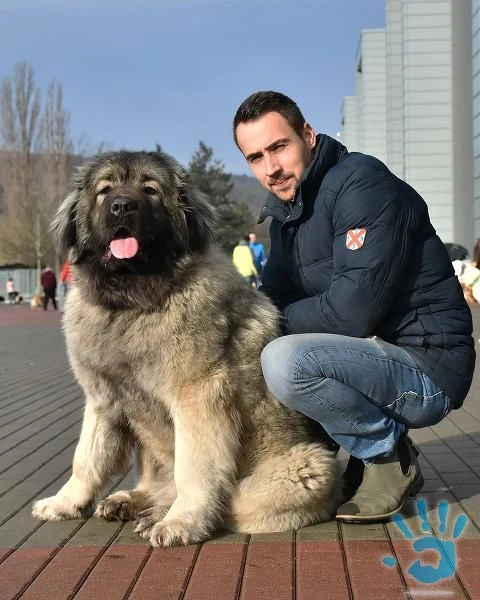 Kaukazský ovčiak - Psy