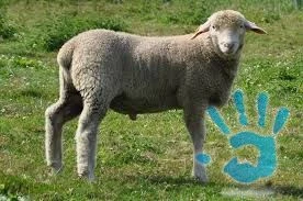 Dojič a pastier oviec - Poľnohospodárstvo