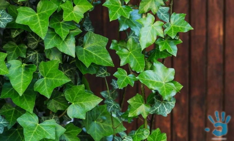 Brectan Popinavy - vzdyzelena rastlina - Stromy, dreviny