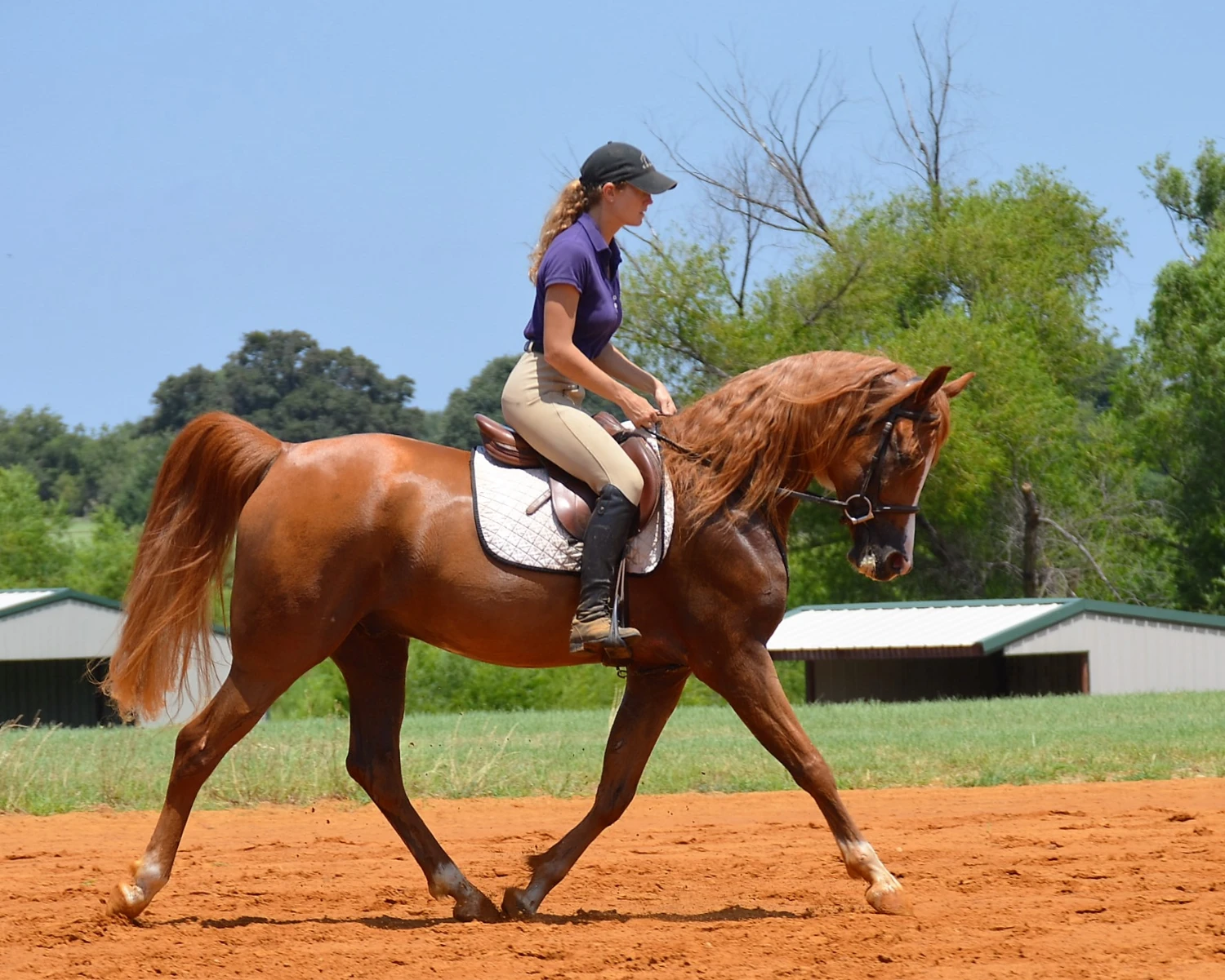 Priateľský 9-ročný arabský valach - Kone