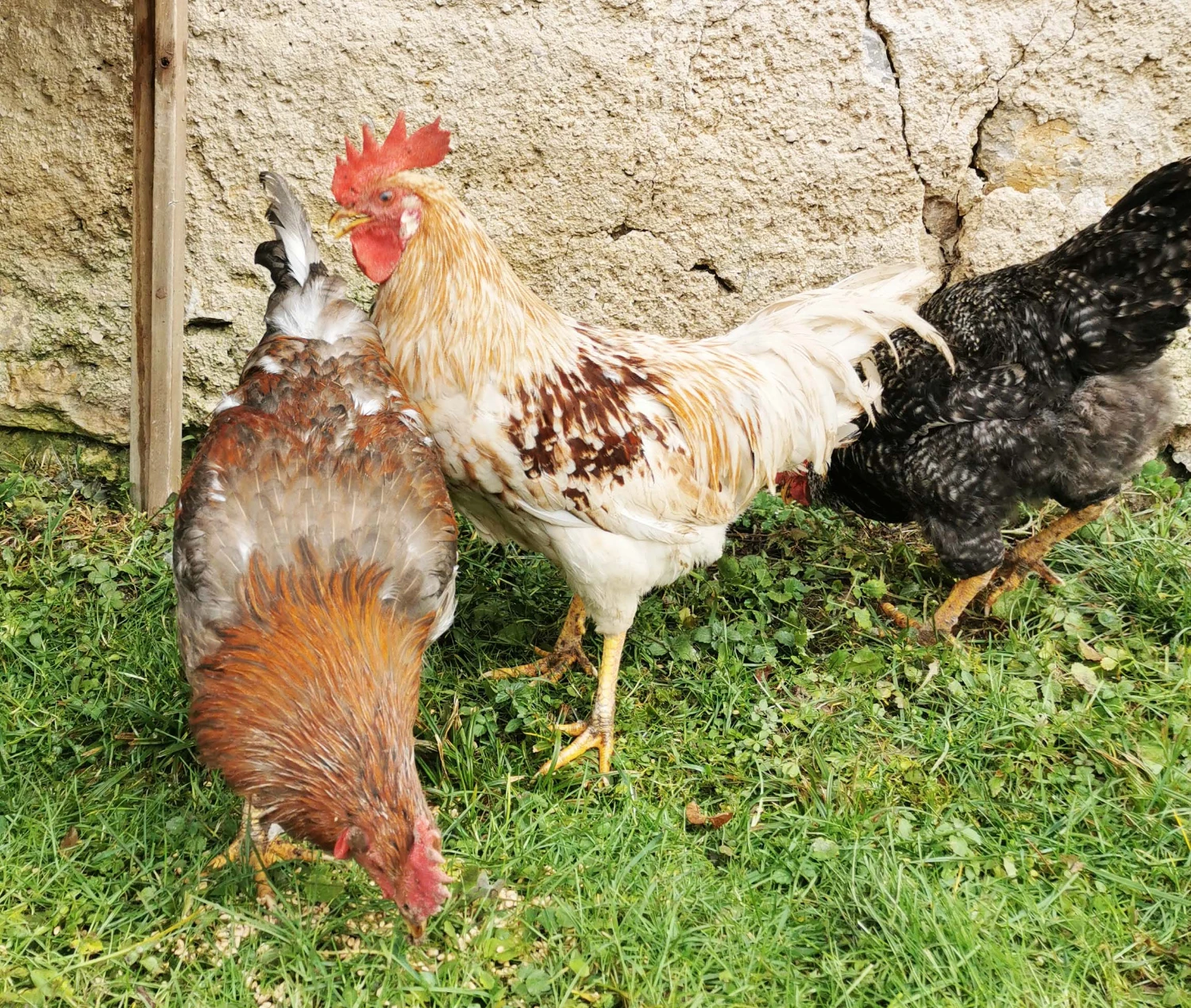 Predam kohuta - Vtáky