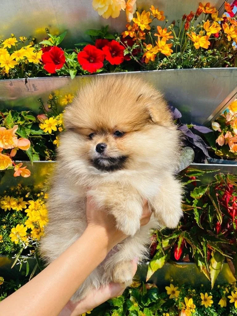 Pomeranian mini - Psy