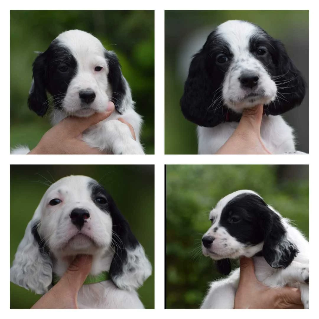 Anglický seter - šteniatka s PP - Psy