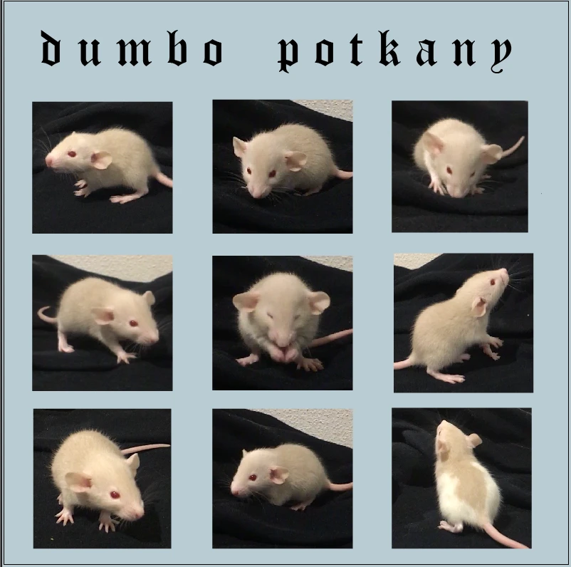 Dumbo potkany / potkan - Hlodavce