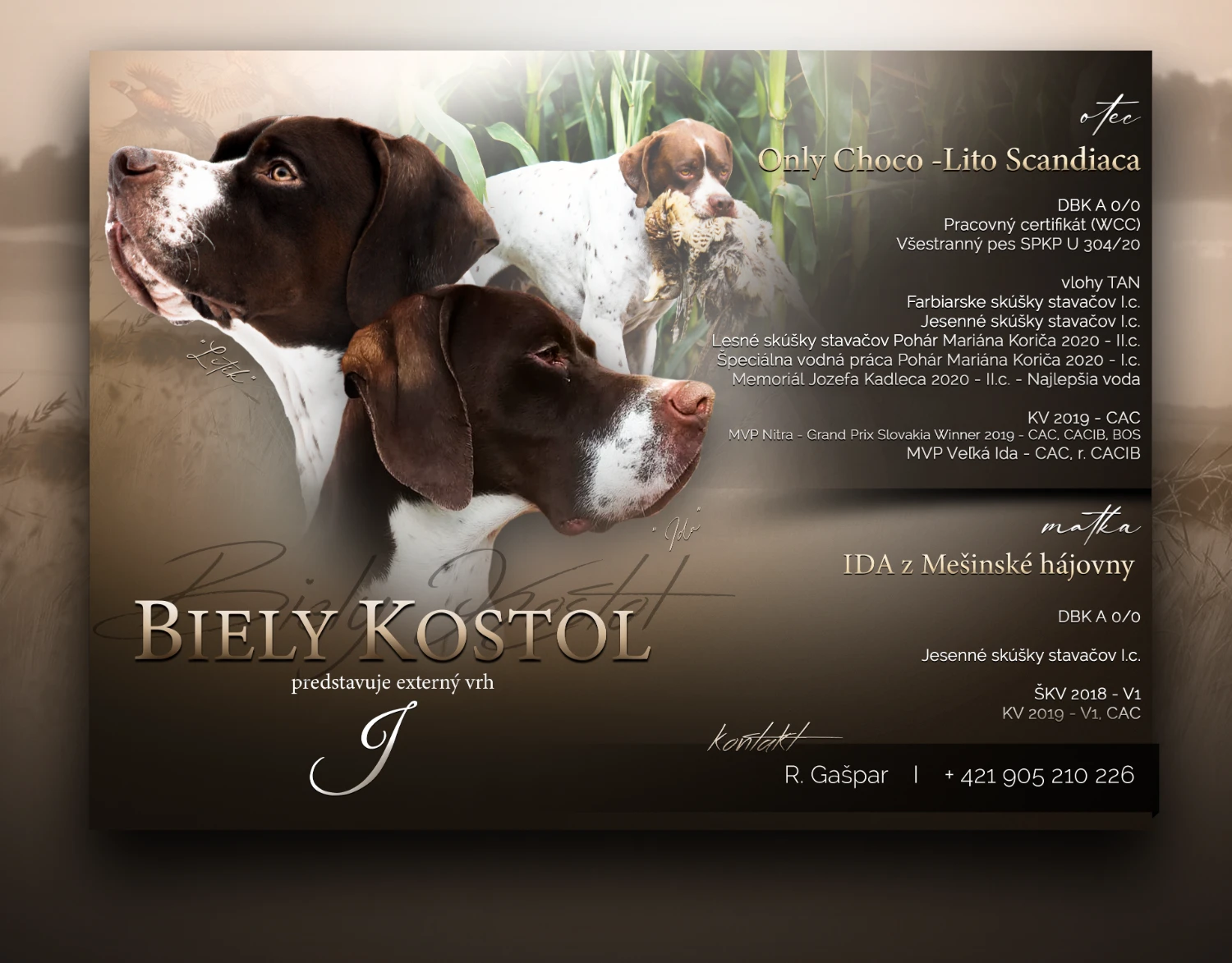 Anglický pointer - stavač - Psy