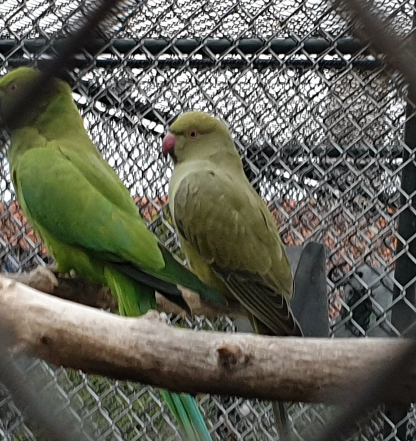 Predám papagáj Alexander malý - Vtáky