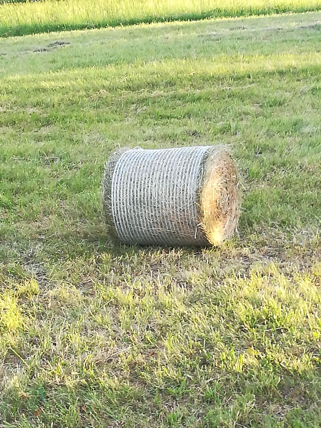 Predám seno - malé balíky - Krmivo