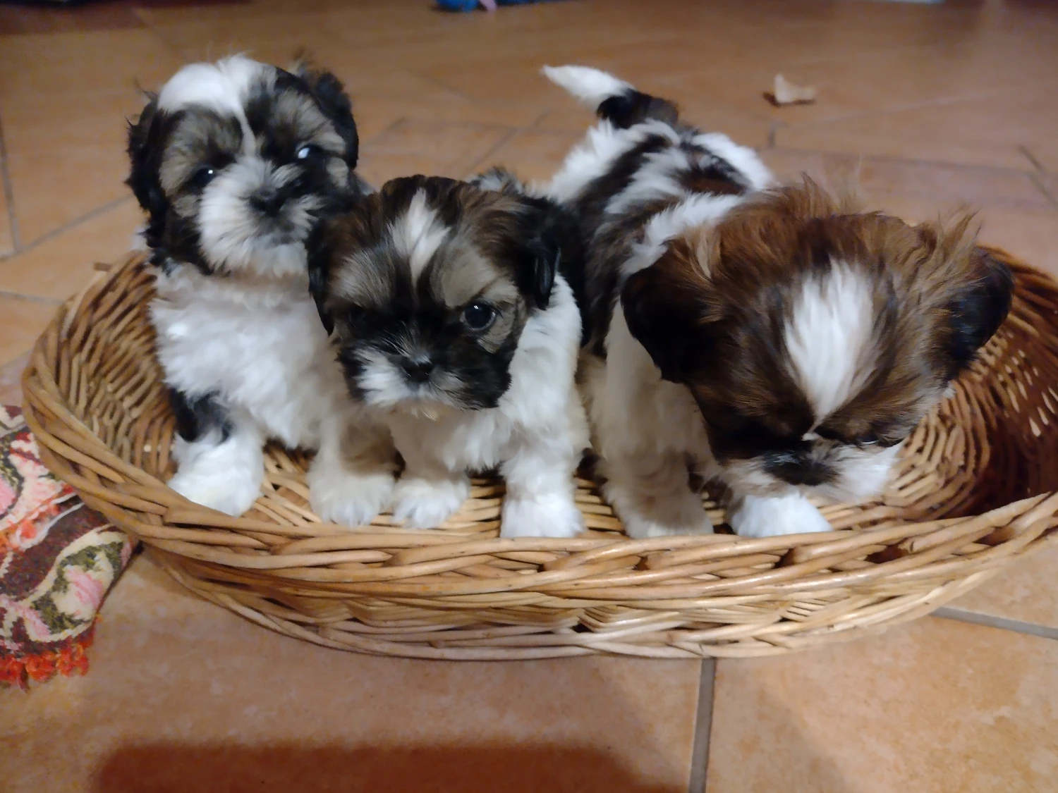 Shih-tzu, sicu, ši-cu, shitzu - Psy