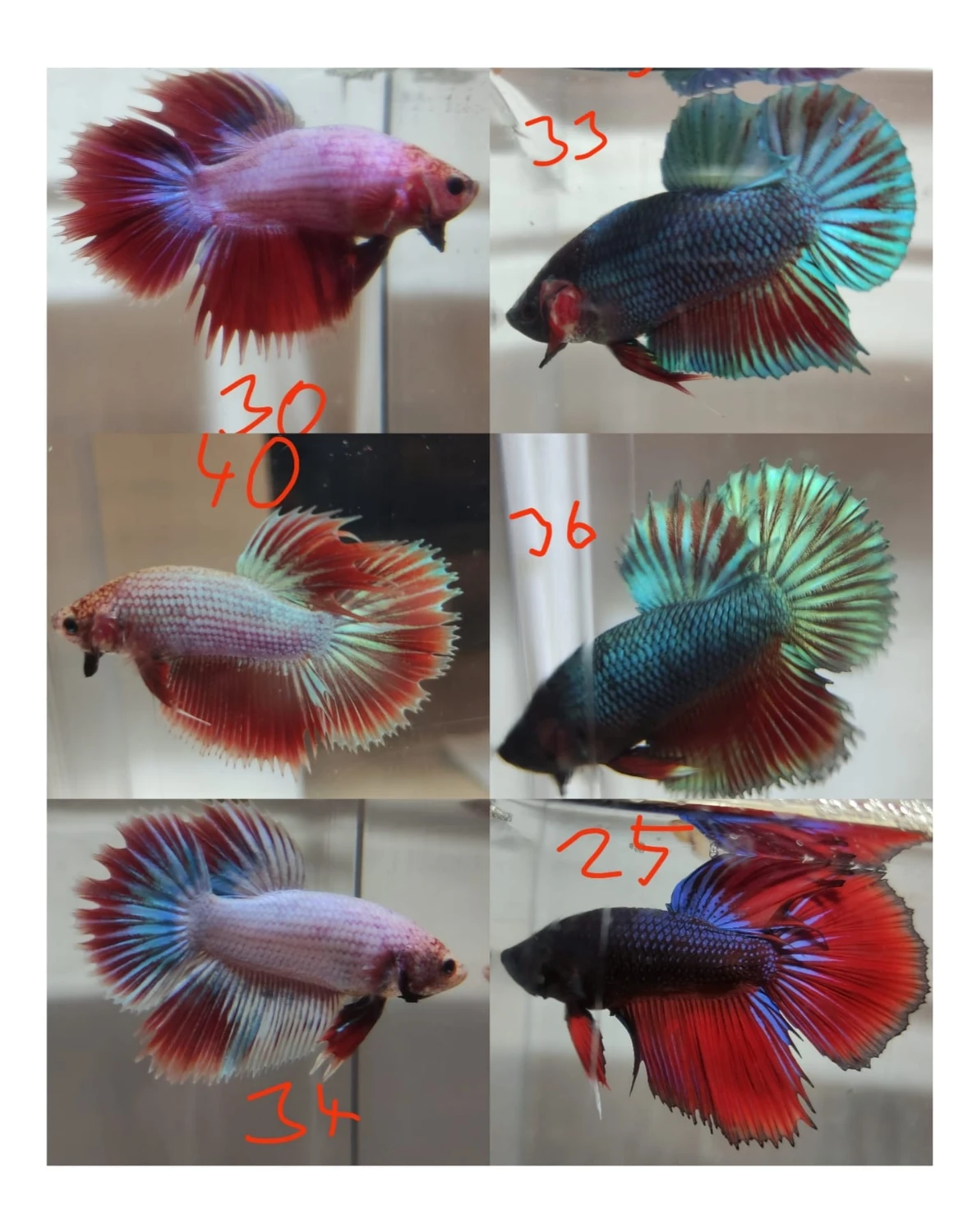 Bojovnica pestrá mladé samec, samica - Ryby