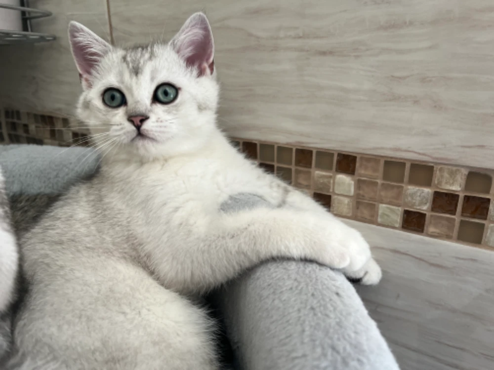 Škótska klapouchá mačka, scottish fold, straight s PP - Mačky