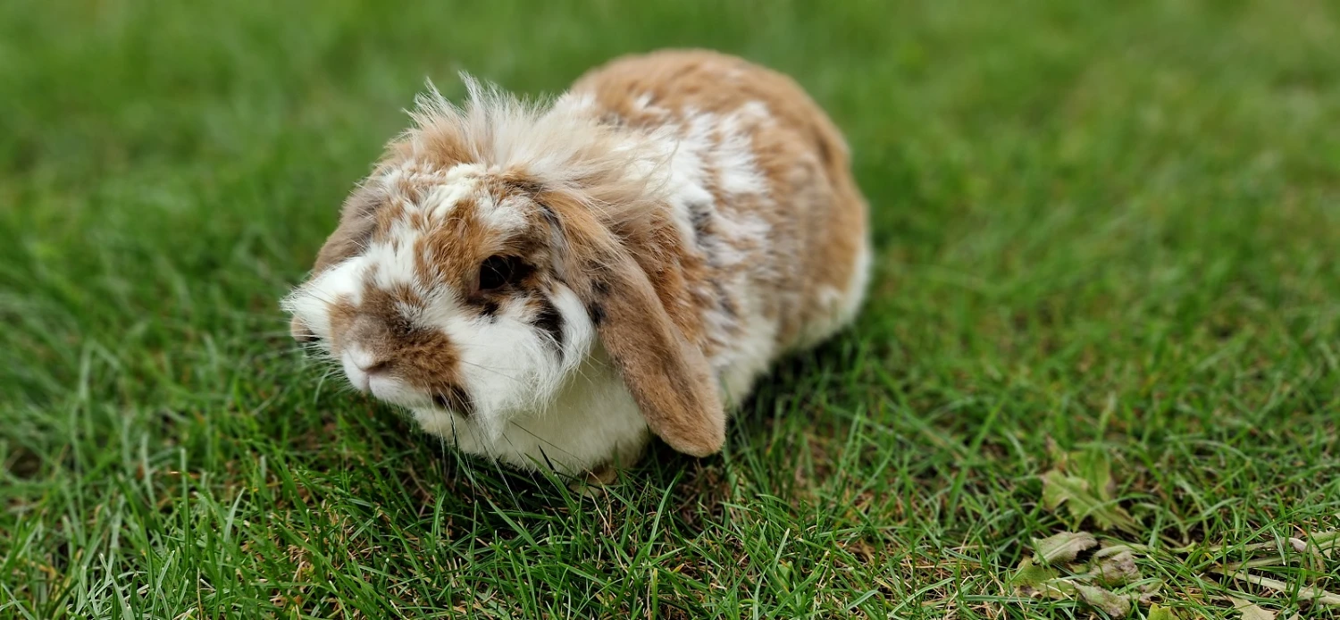 Zajačik / králik baranček - Králiky