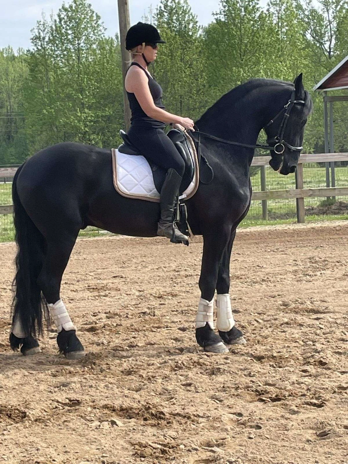 Rozkošný 5letý valach fríského koně - Kone