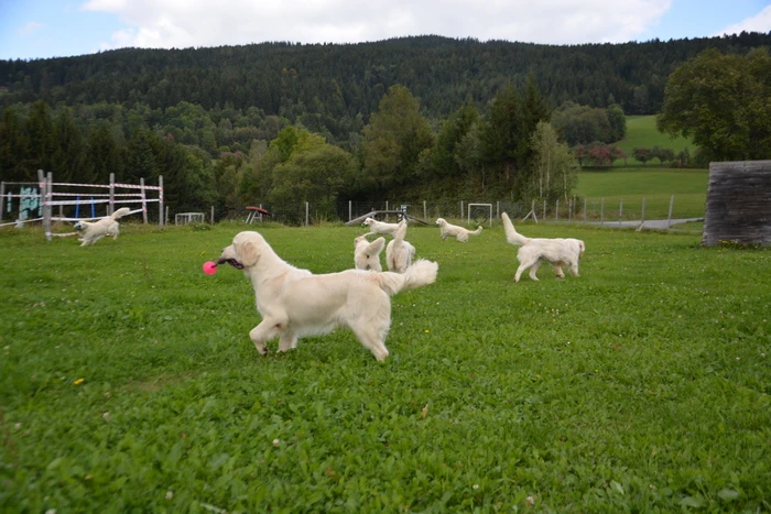Praca so psami - Ostatné pracovné pozície