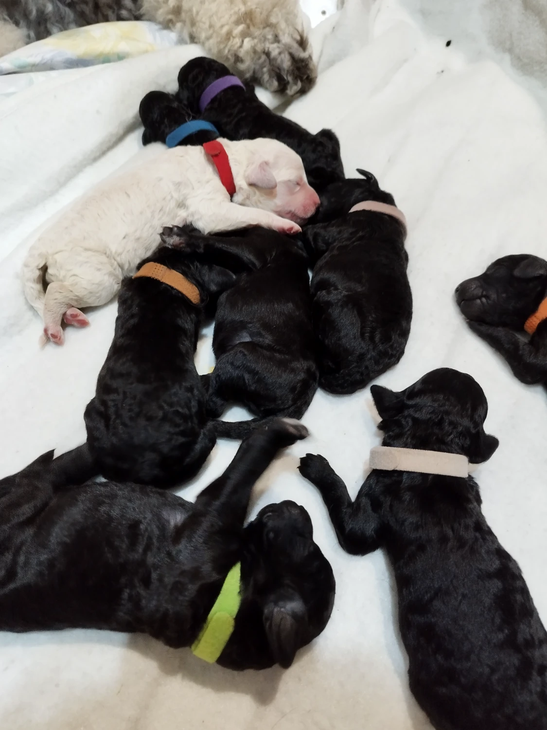 Pudel veľký (kráľovský)s pp - Psy