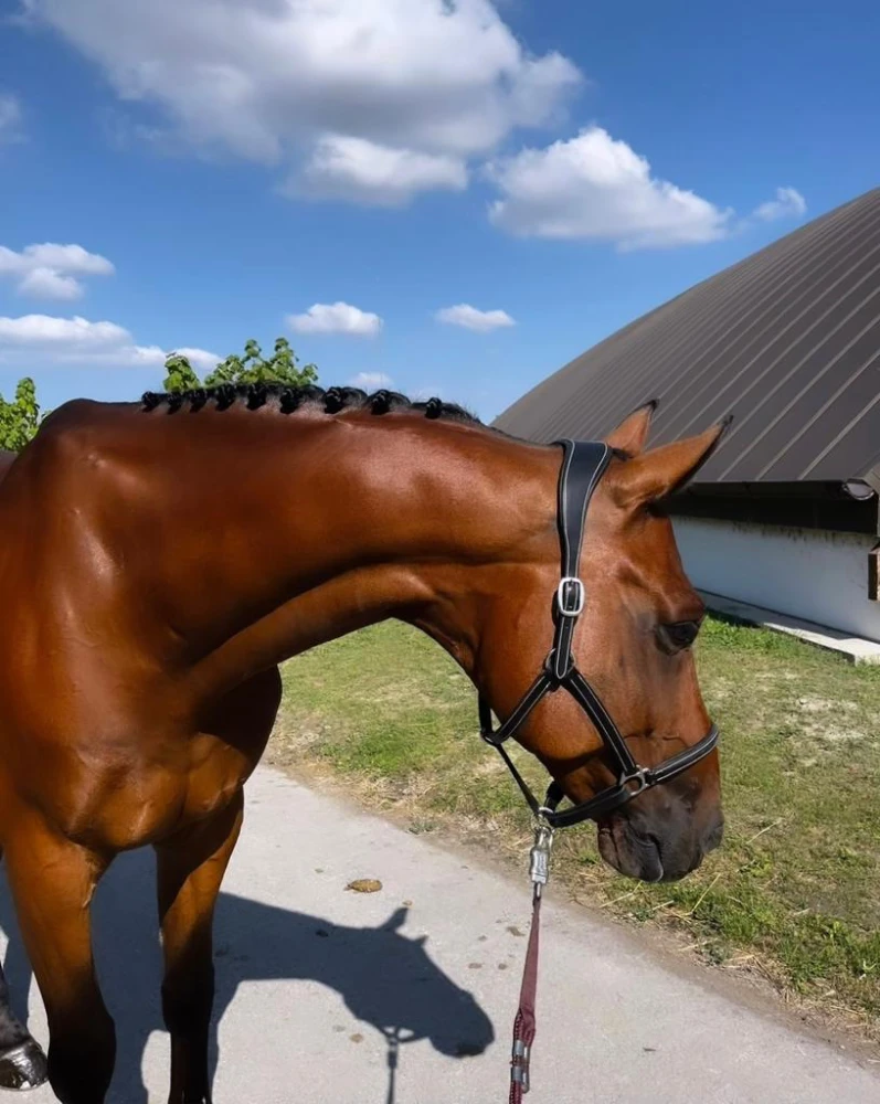 Krásny valach na predaj - Kone