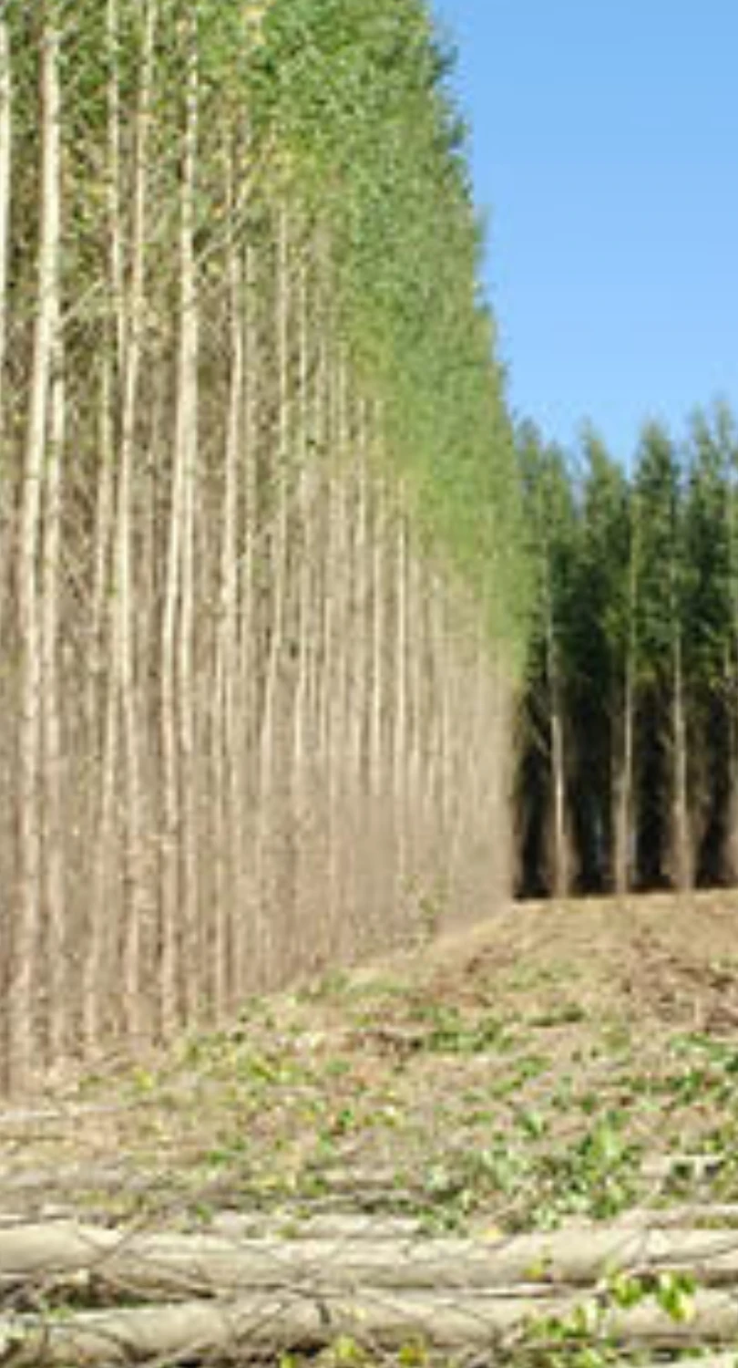 Japonský Topoľ - Semená, rastliny