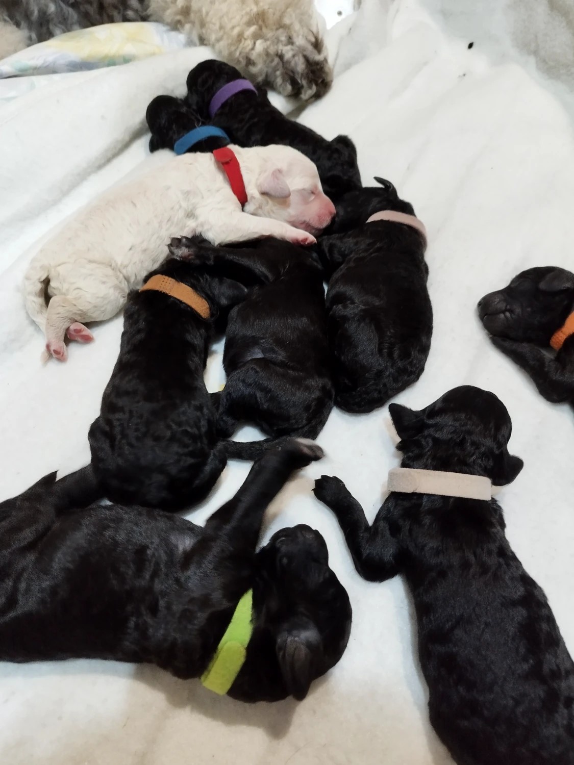 Pudel veľký (kráľovský)s pp - Psy