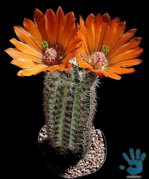 Kaktus Echinocereus loydii SB 731 - semena - Semená, rastliny