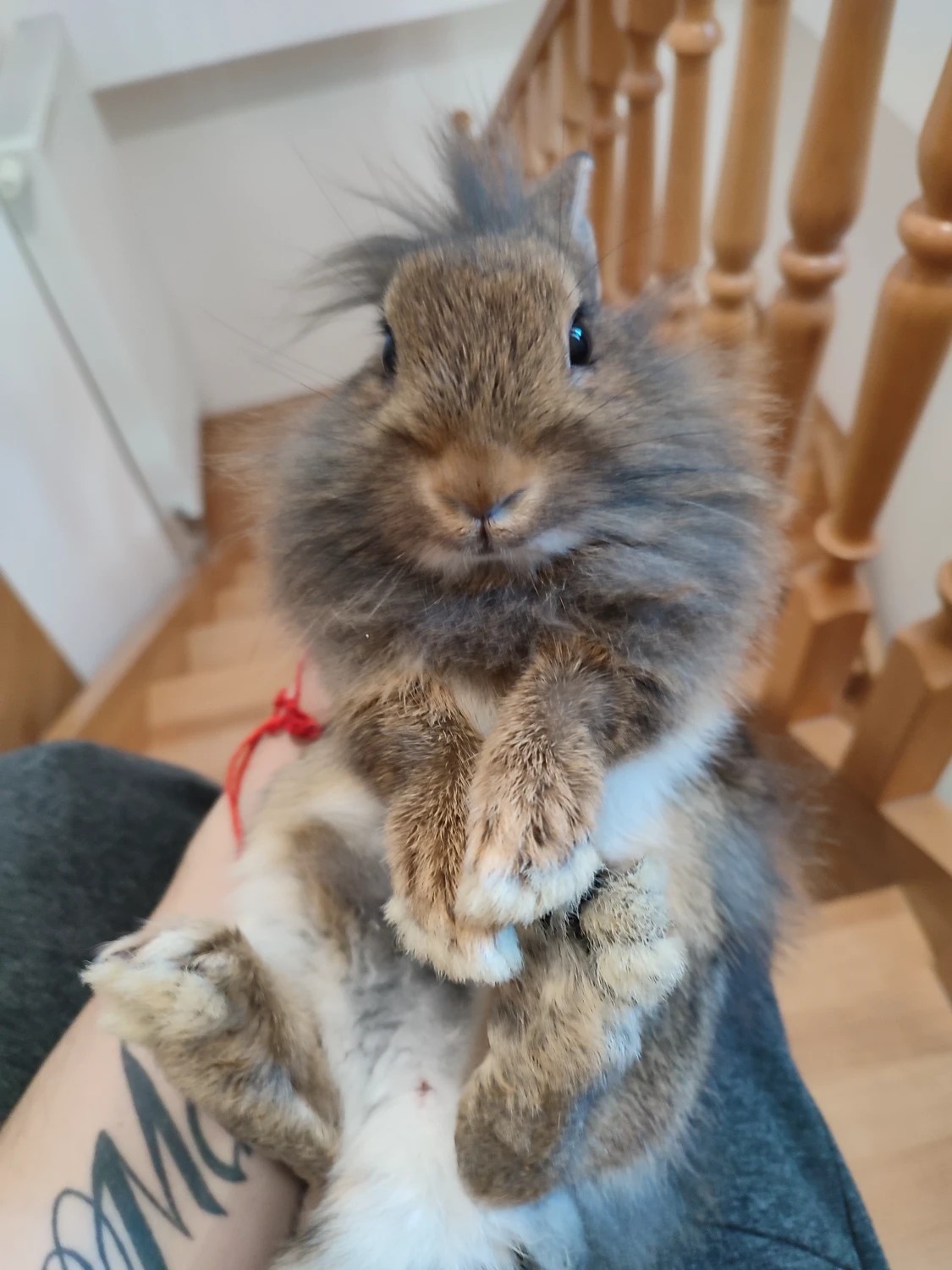 Zakrsli zajačik - Králiky