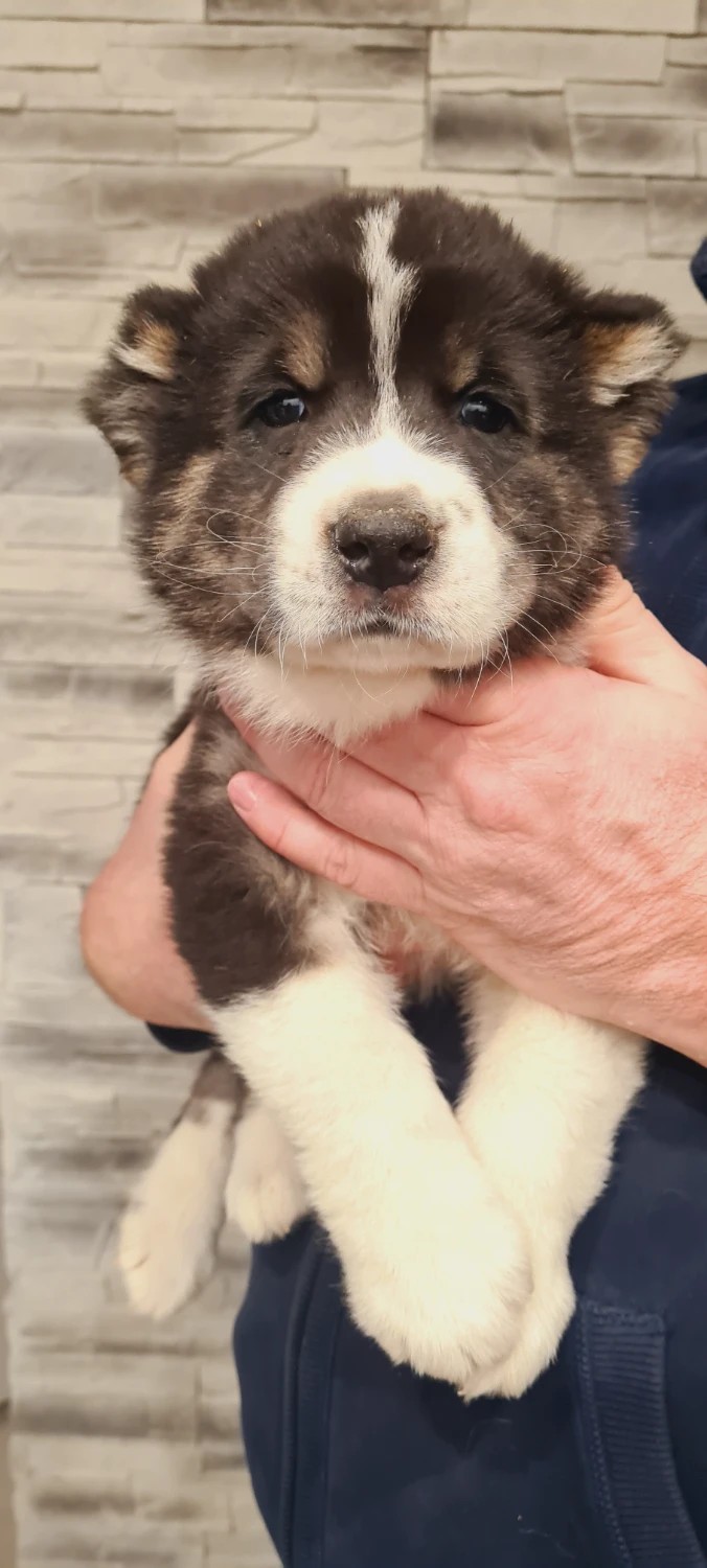 Stredoázijský ovčiak - šteniatka - Psy